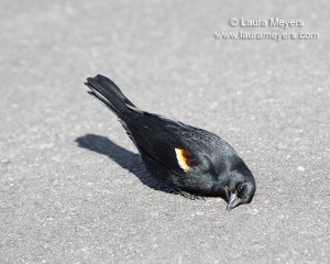 Red-winged Blackbird Male with Head on Ground - Laura Meyers Photograpy