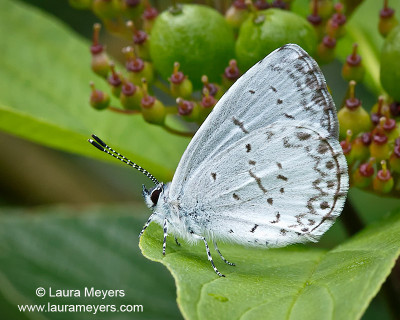 Summer Azure Butterfly - Laura Meyers Photograpy