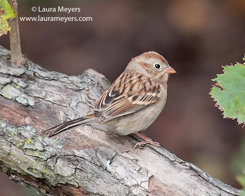 Field Sparrow - Laura Meyers Nature PhotograpyLaura Meyers Nature ...