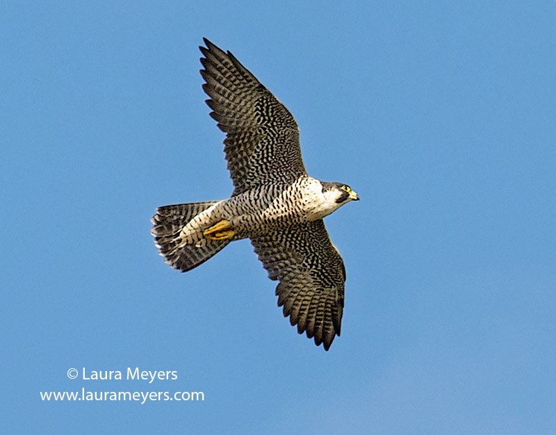 Peregrine Falcon in Flight - Laura Meyers Photograpy