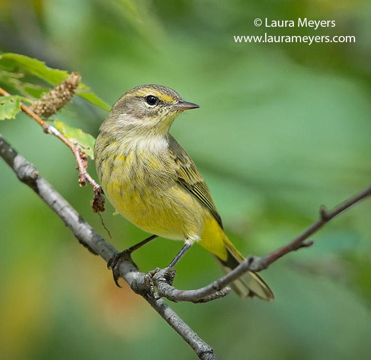 Warblers Photos - Laura Meyers PhotograpyLaura Meyers Photograpy