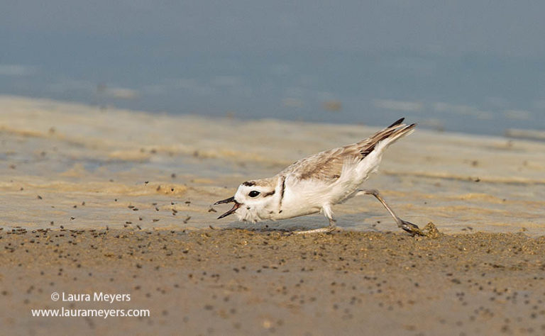 Snowy Plover - Laura Meyers Photograpy