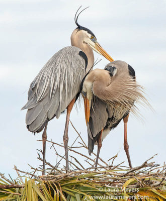 Great Blue Heron Pair Nesting - Laura Meyers Photograpy