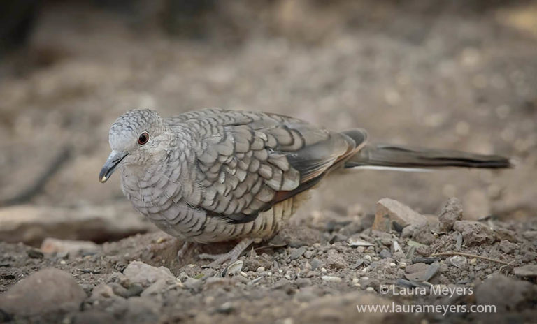 Inca Dove - Laura Meyers Photograpy