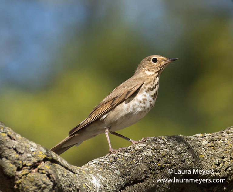 Swainson's Thrush on Branch - Laura Meyers Photograpy