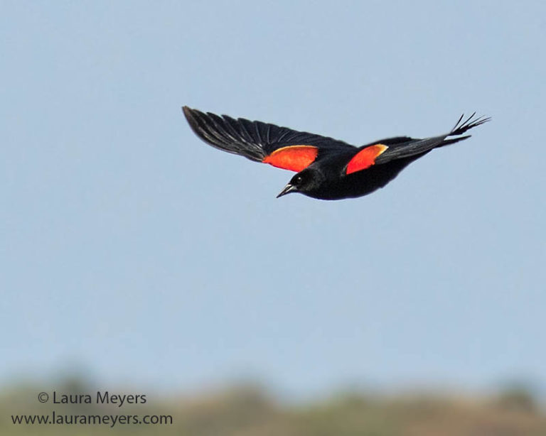 Red-winged Blackbird in Flight - Laura Meyers Photograpy