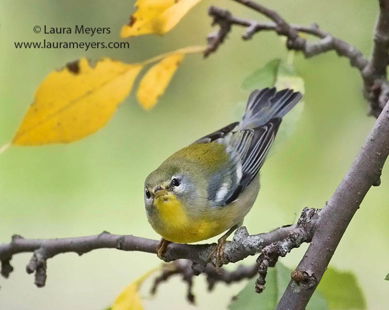Northern Parula Warbler Fall - Laura Meyers Photograpy