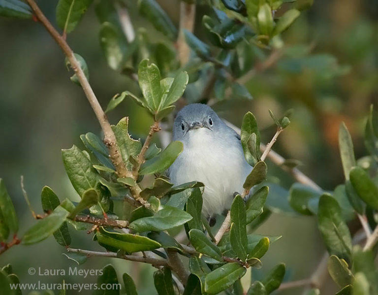 Blue-gray Gnatcatcher Tagged Photos - Laura Meyers Photograpy