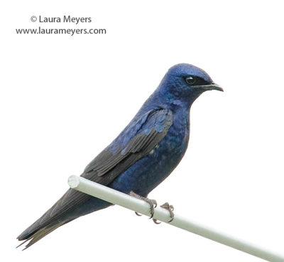 Purple Martin Male Adult - Laura Meyers Photograpy