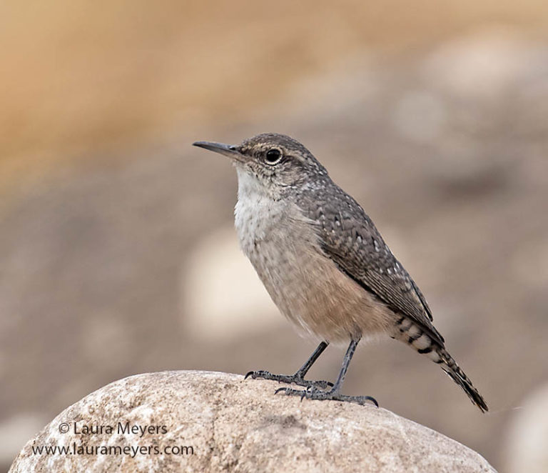 Rock Wren on Rock - Laura Meyers Photograpy