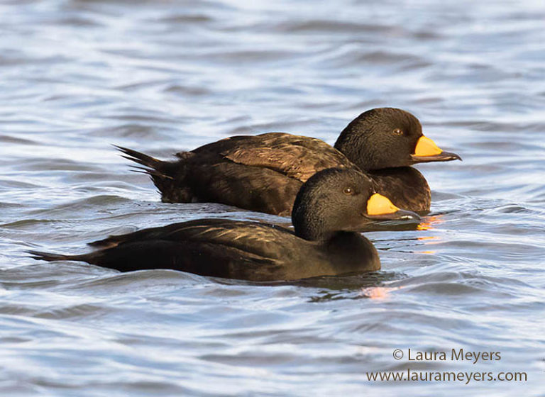 Black Scoter Pair - Laura Meyers Photograpy